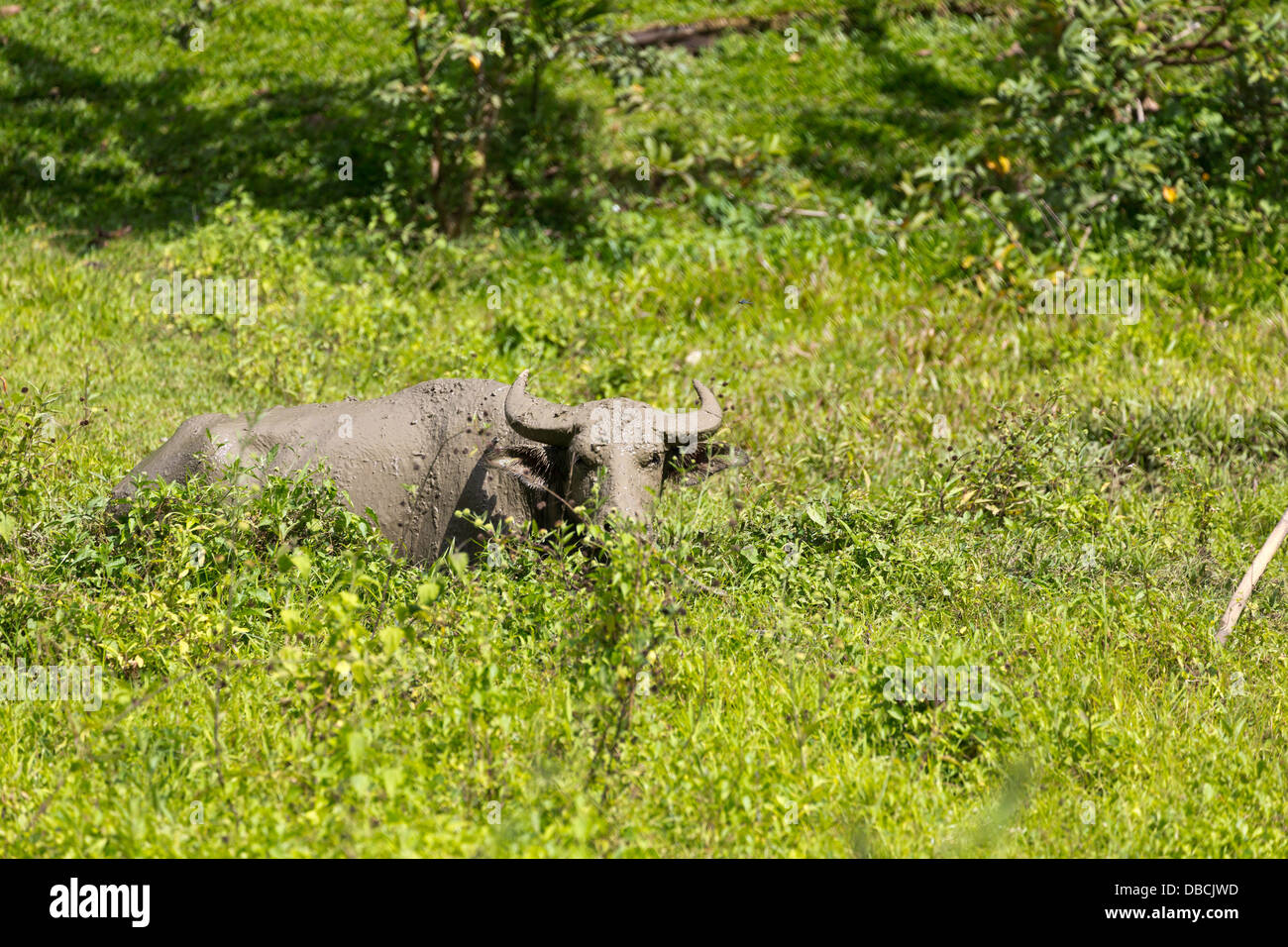 Water Buffalo in the Countryside on Bohol Island, Philippines Stock ...