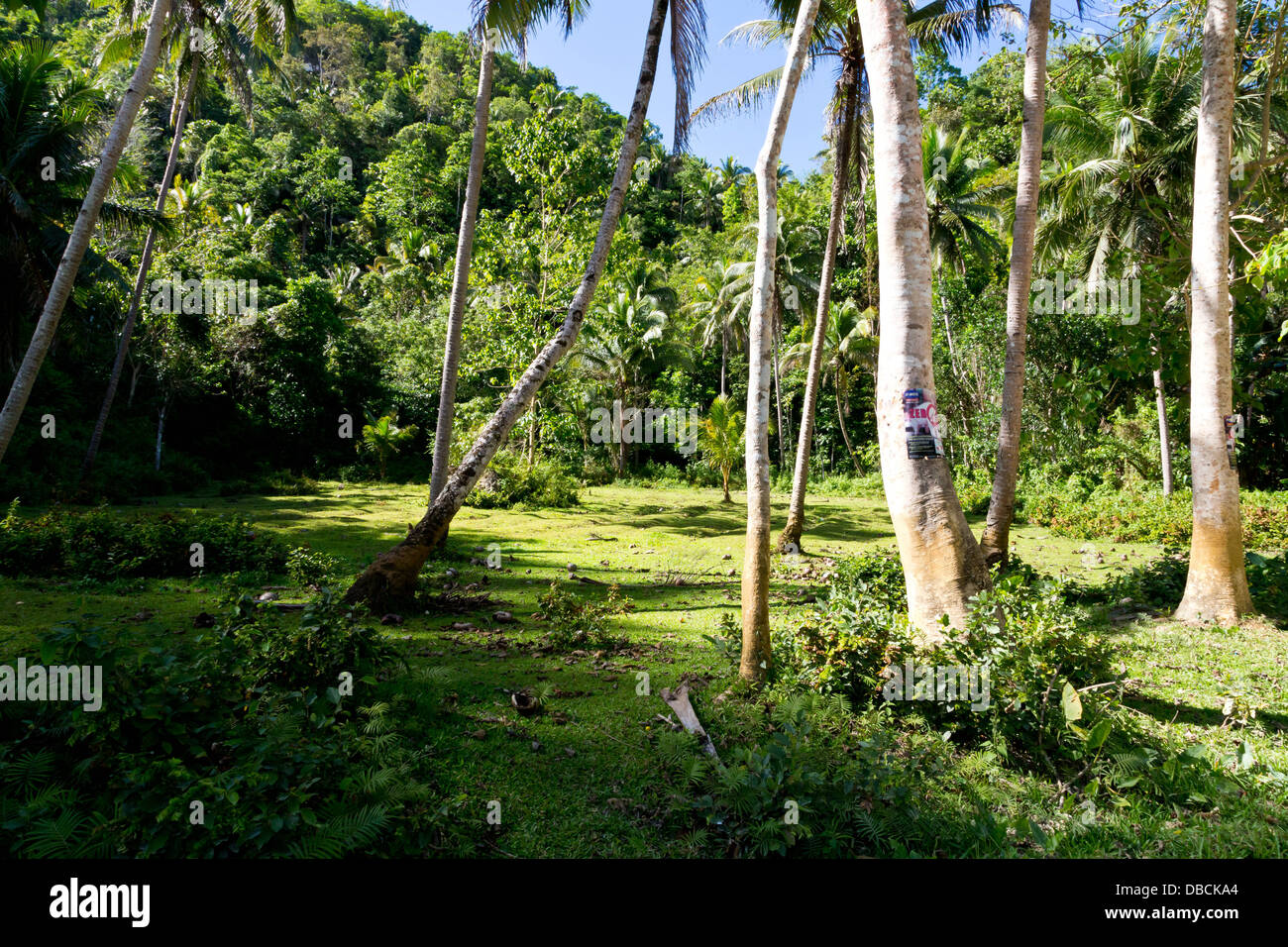 Tropical Landscape in the Countryside on Bohol Island, Philippines ...