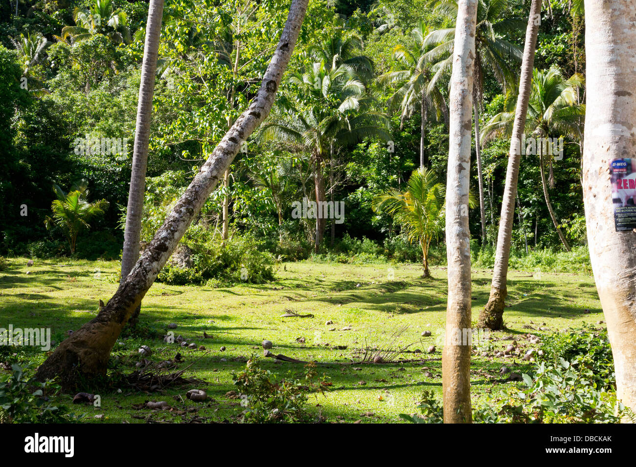 Tropical Landscape in the Countryside on Bohol Island, Philippines ...