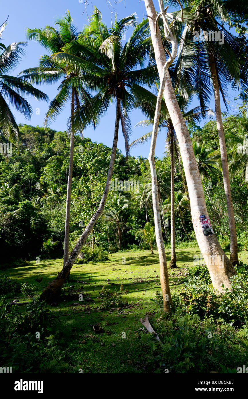 Tropical Landscape in the Countryside on Bohol Island, Philippines ...