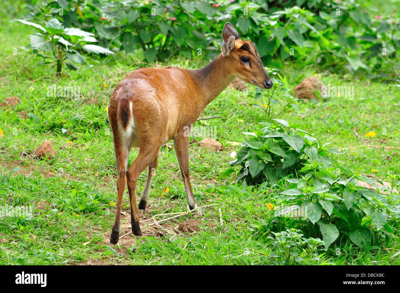 Indian Barking Deer Stock Photo - Alamy