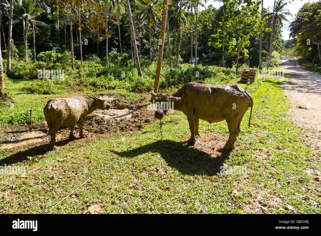 Water Buffalo in the Countryside on Bohol Island, Philippines Stock ...