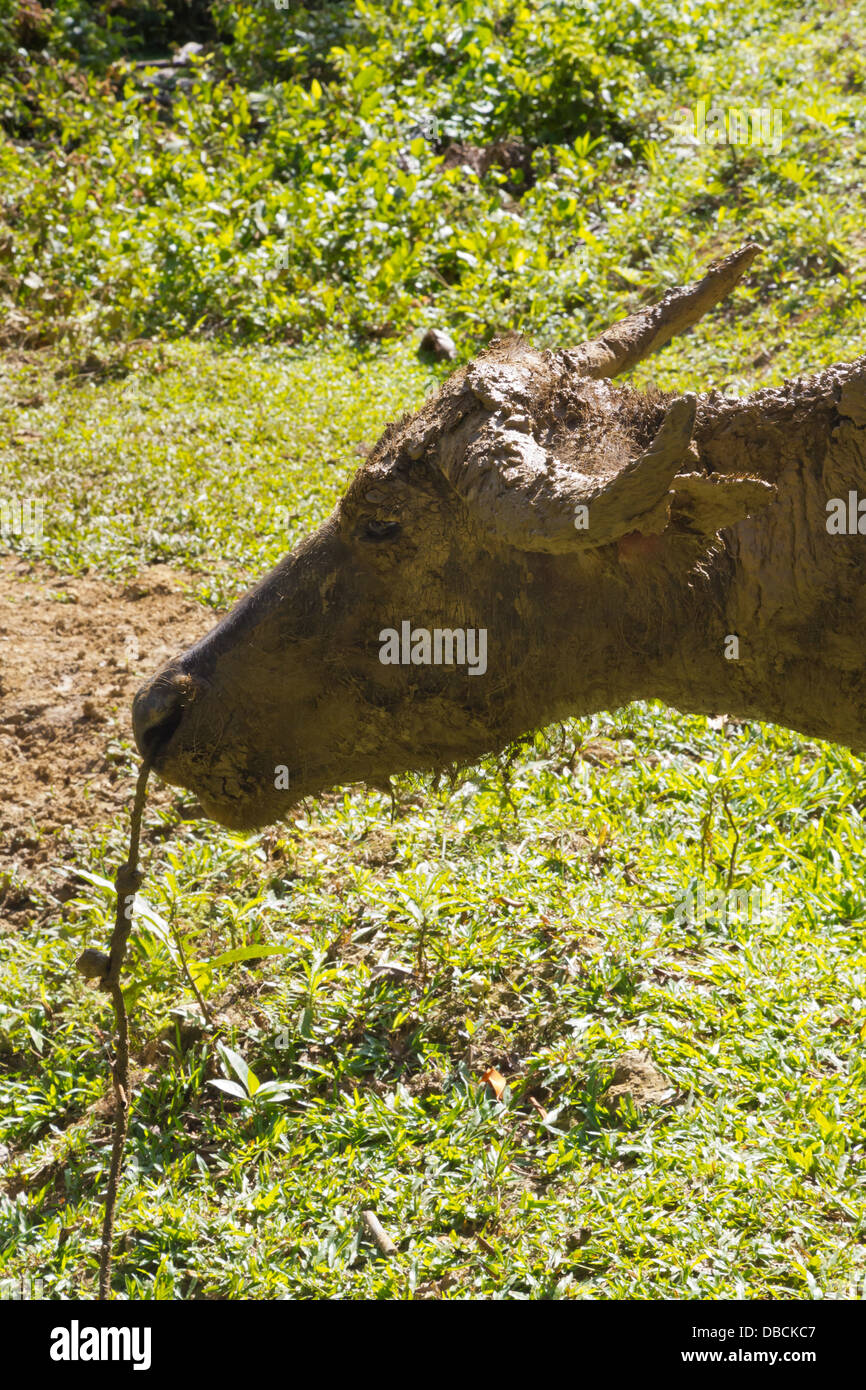 Water Buffalo in the Countryside on Bohol Island, Philippines Stock ...
