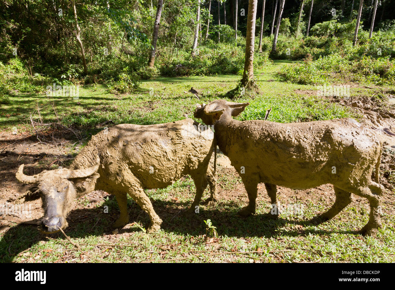 Water Buffalo in the Countryside on Bohol Island, Philippines Stock ...