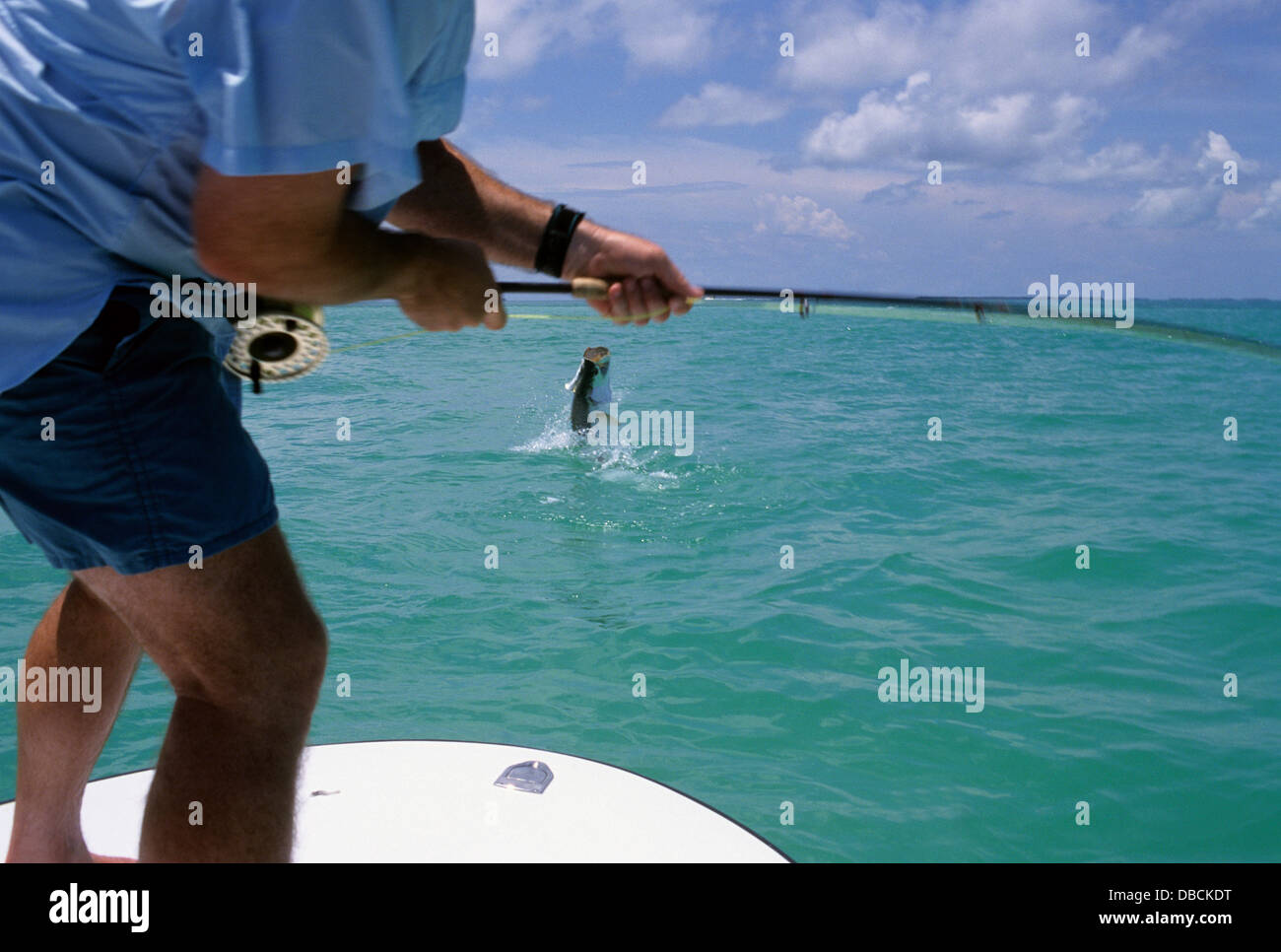 An angler fighting a jumping tarpon (Megalops Atlanticus) caught while ...