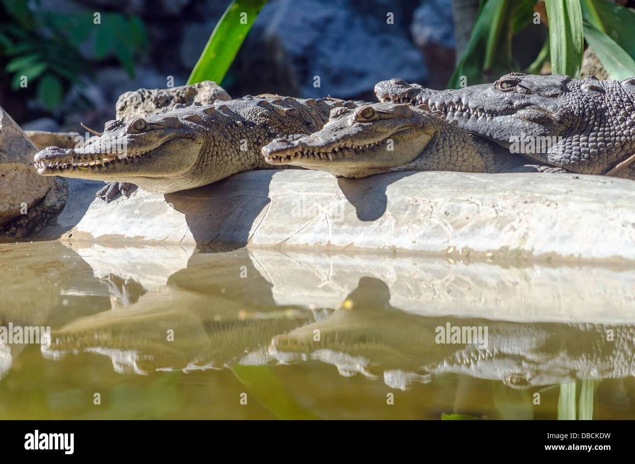 Crocodile in pool hi-res stock photography and images - Alamy