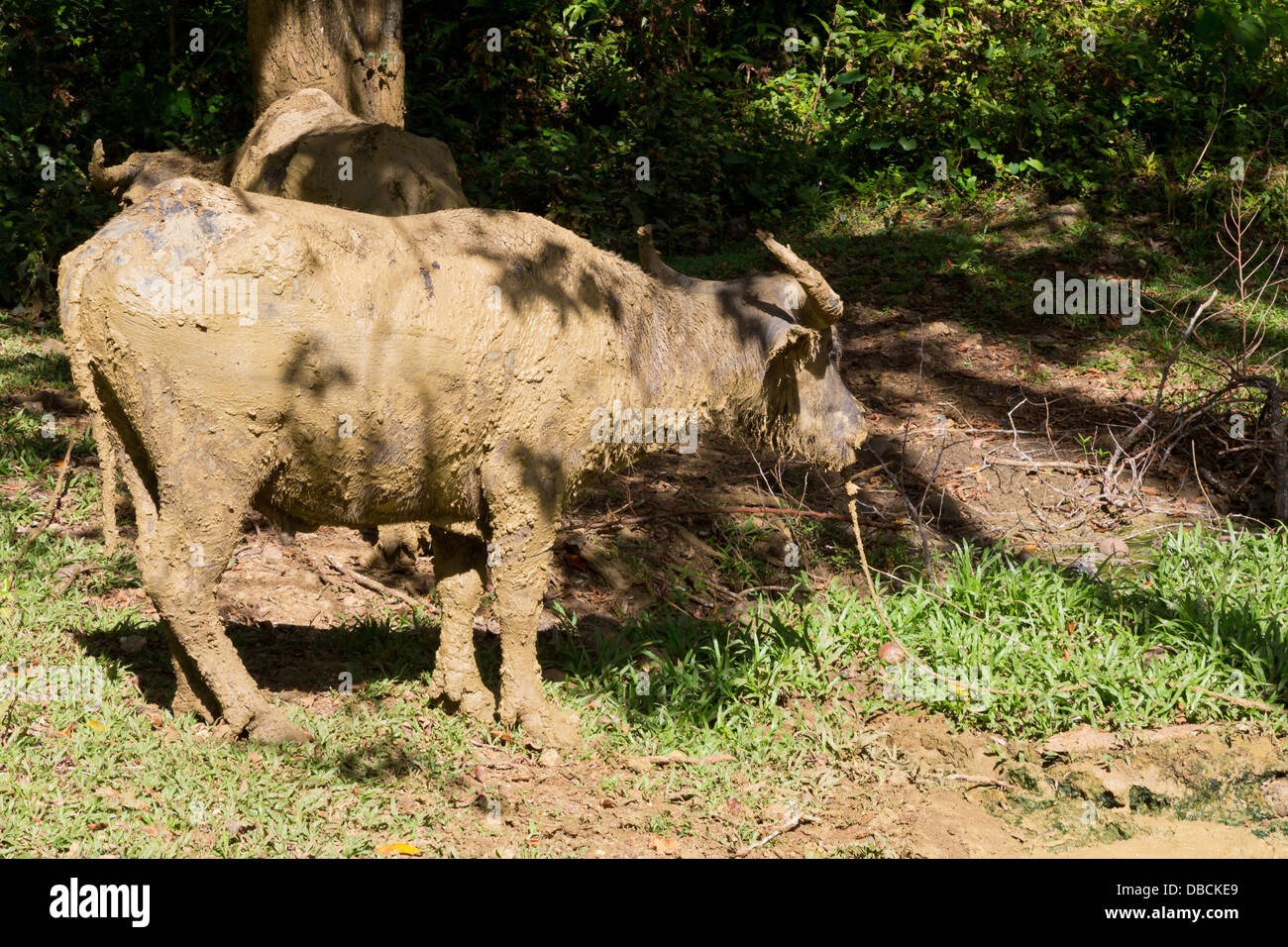 Water Buffalo in the Countryside on Bohol Island, Philippines Stock ...