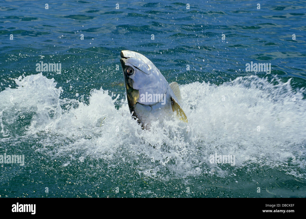 A jumping tarpon (Megalops Atlanticus) caught while fly fishing near ...
