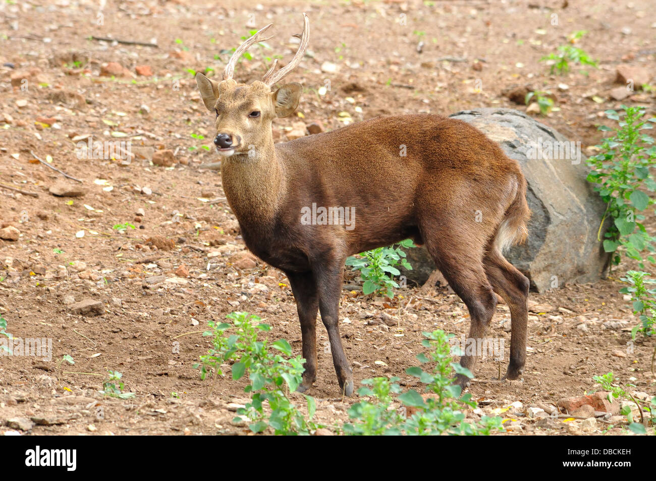 Indian Hog deer Stock Photo - Alamy