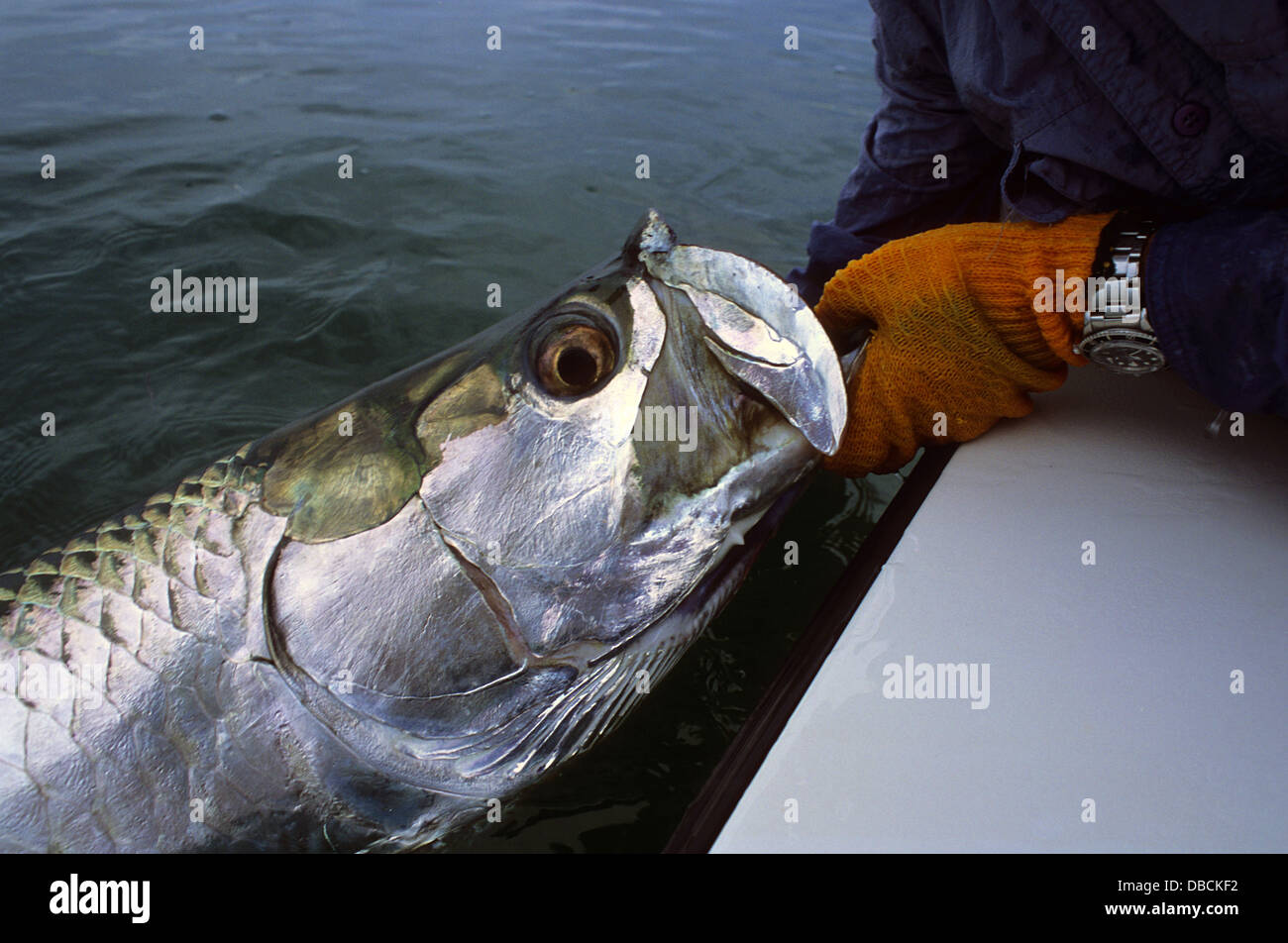 A tarpon (Megalops Atlanticus) caught while fly fishing near Marathon ...