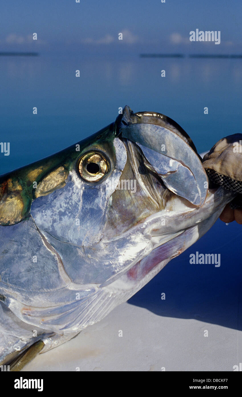 An angler with a tarpon (Megalops Atlanticus) caught while fly fishing ...