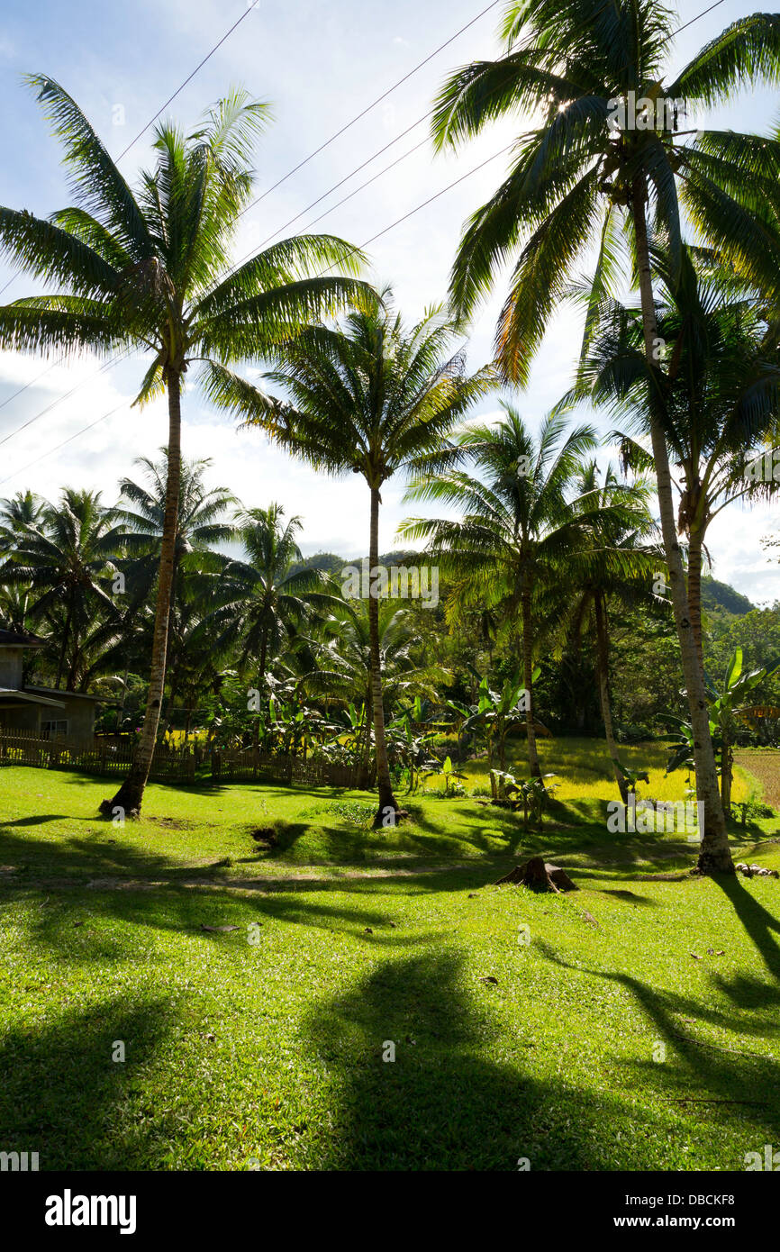 Tropical Landscape in the Countryside on Bohol Island, Philippines ...