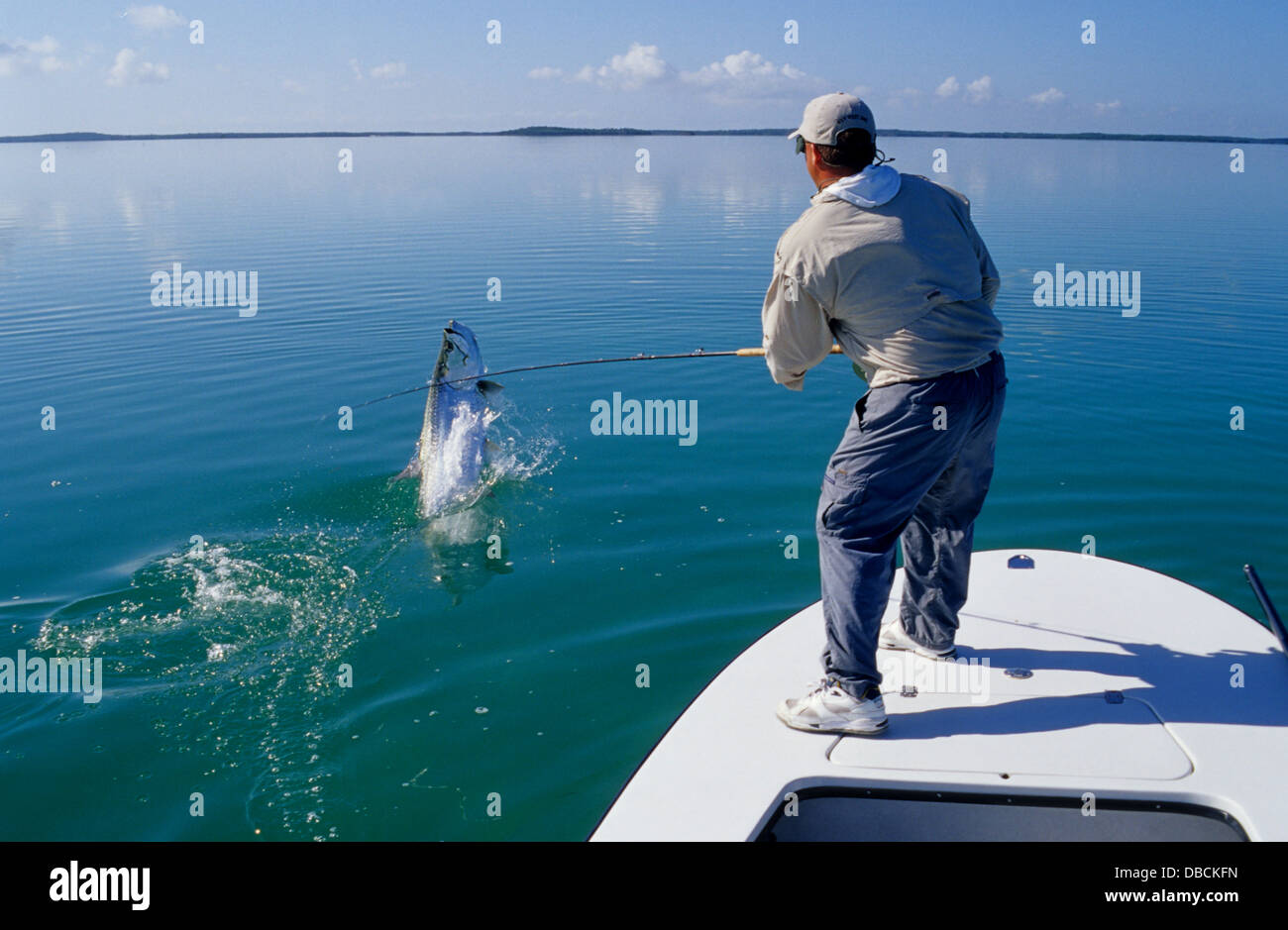 An angler fighting a jumping tarpon (Megalops Atlanticus) caught while ...