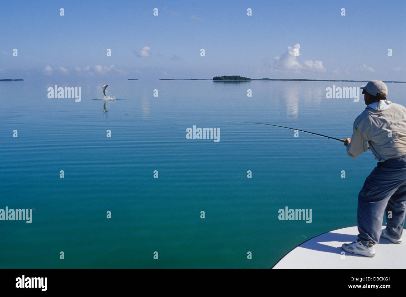 An angler fighting a jumping tarpon (Megalops Atlanticus) caught while ...