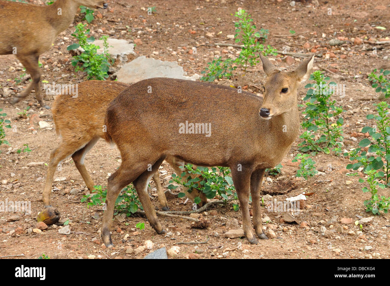 Indian hog deer hi-res stock photography and images - Alamy