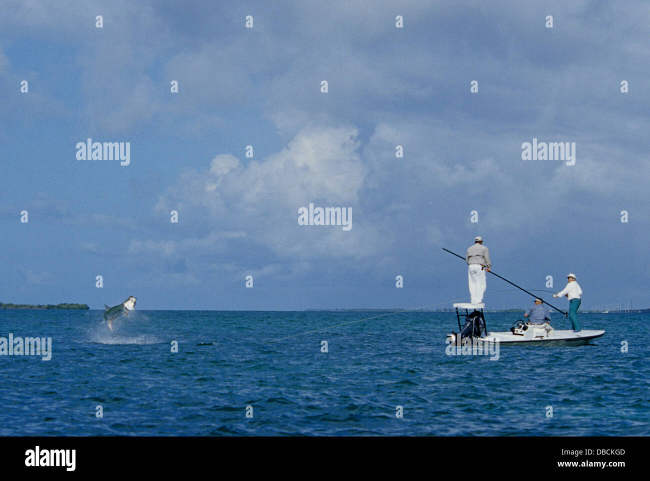 A man fights a jumping tarpon (Megalops Atlanticus) caught while fly ...