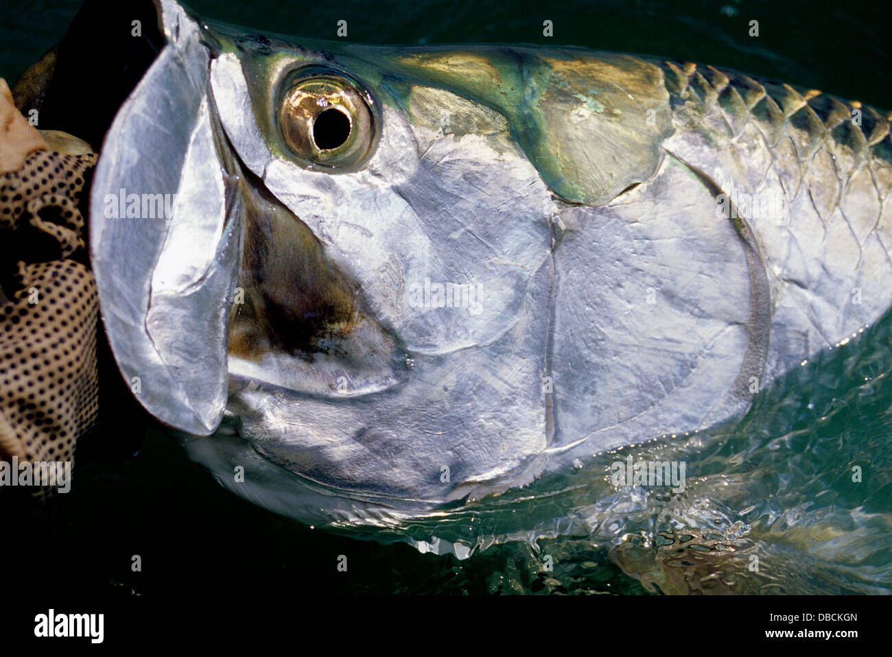 A tarpon (Megalops Atlanticus) caught while fly fishing near Marathon ...