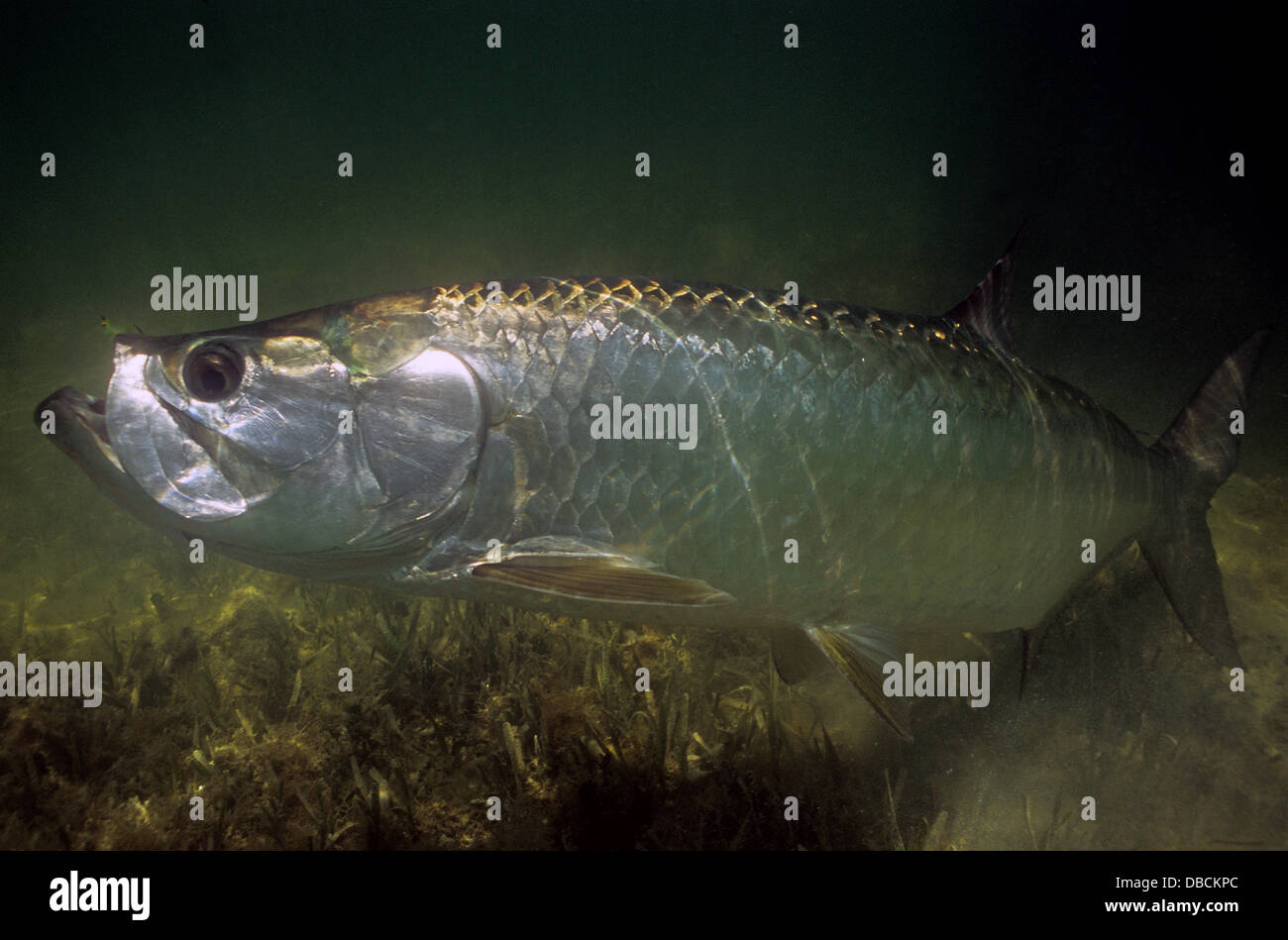 An underwater tarpon (Megalops Atlanticus) caught while fly fishing ...