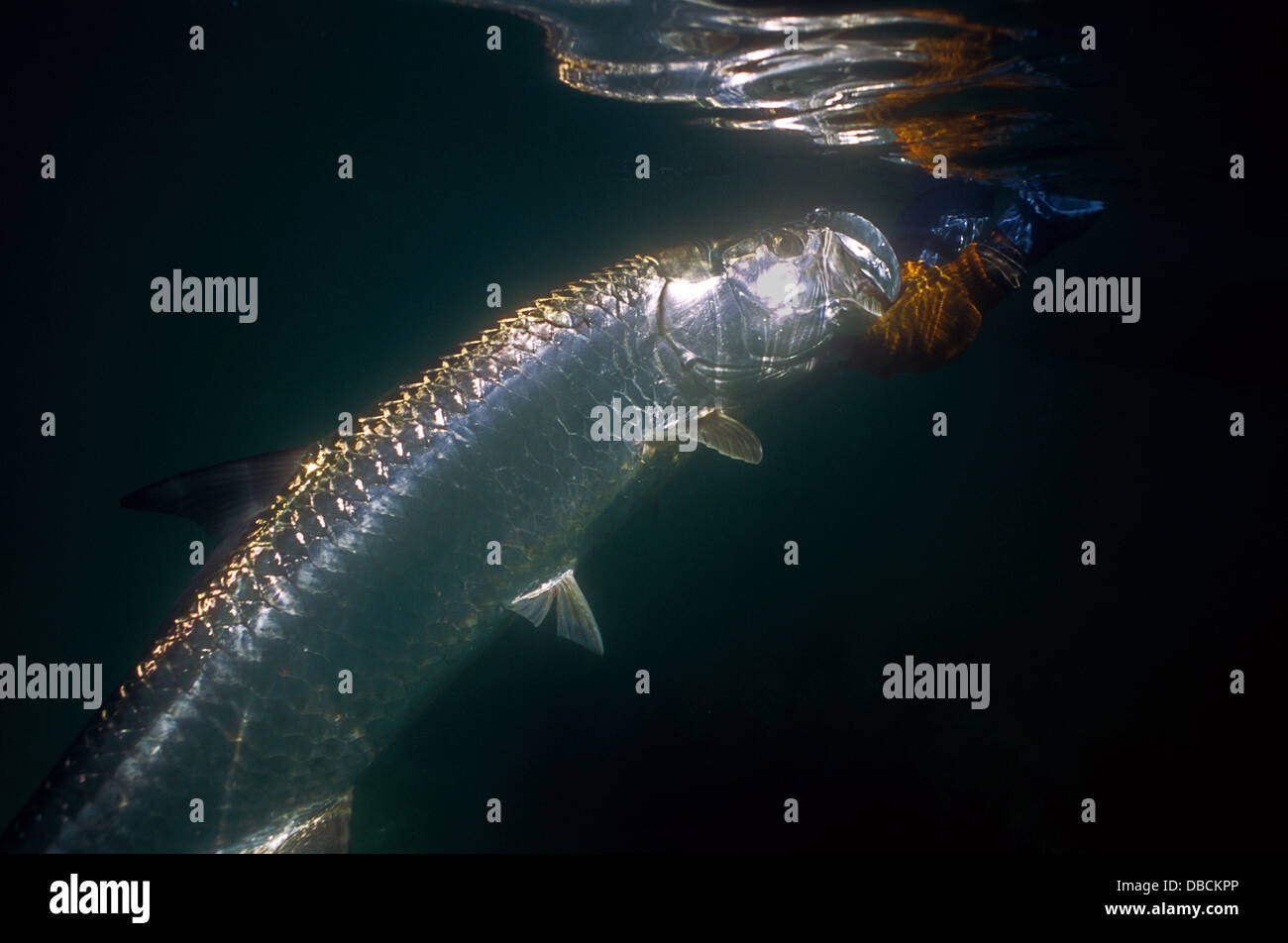 An underwater tarpon (Megalops Atlanticus) caught while fly fishing ...