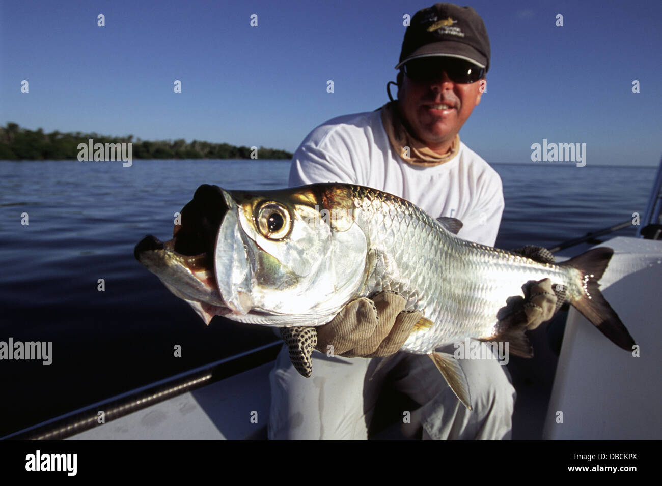 Angler holding a tarpon (Megalops Atlanticus) caught while fly fishing ...