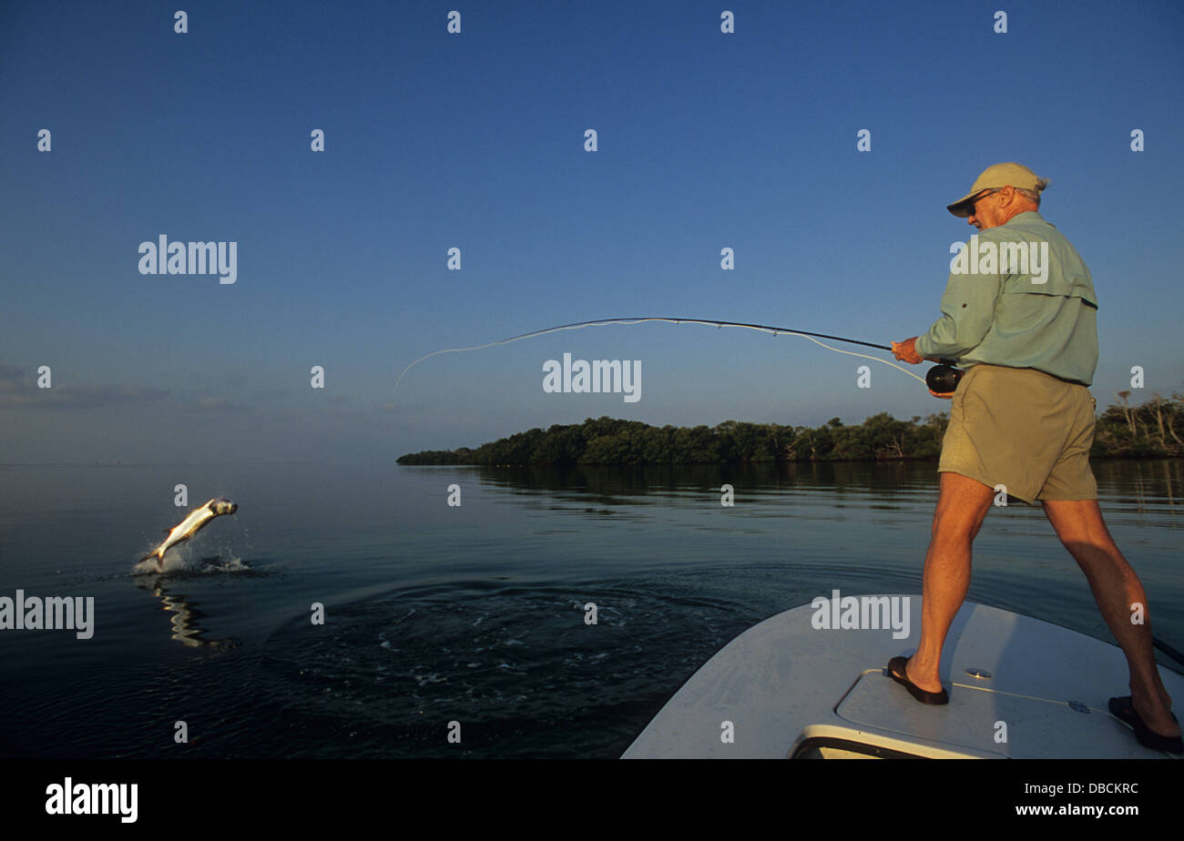 An angler fighting a jumping tarpon (Megalops Atlanticus) caught while ...