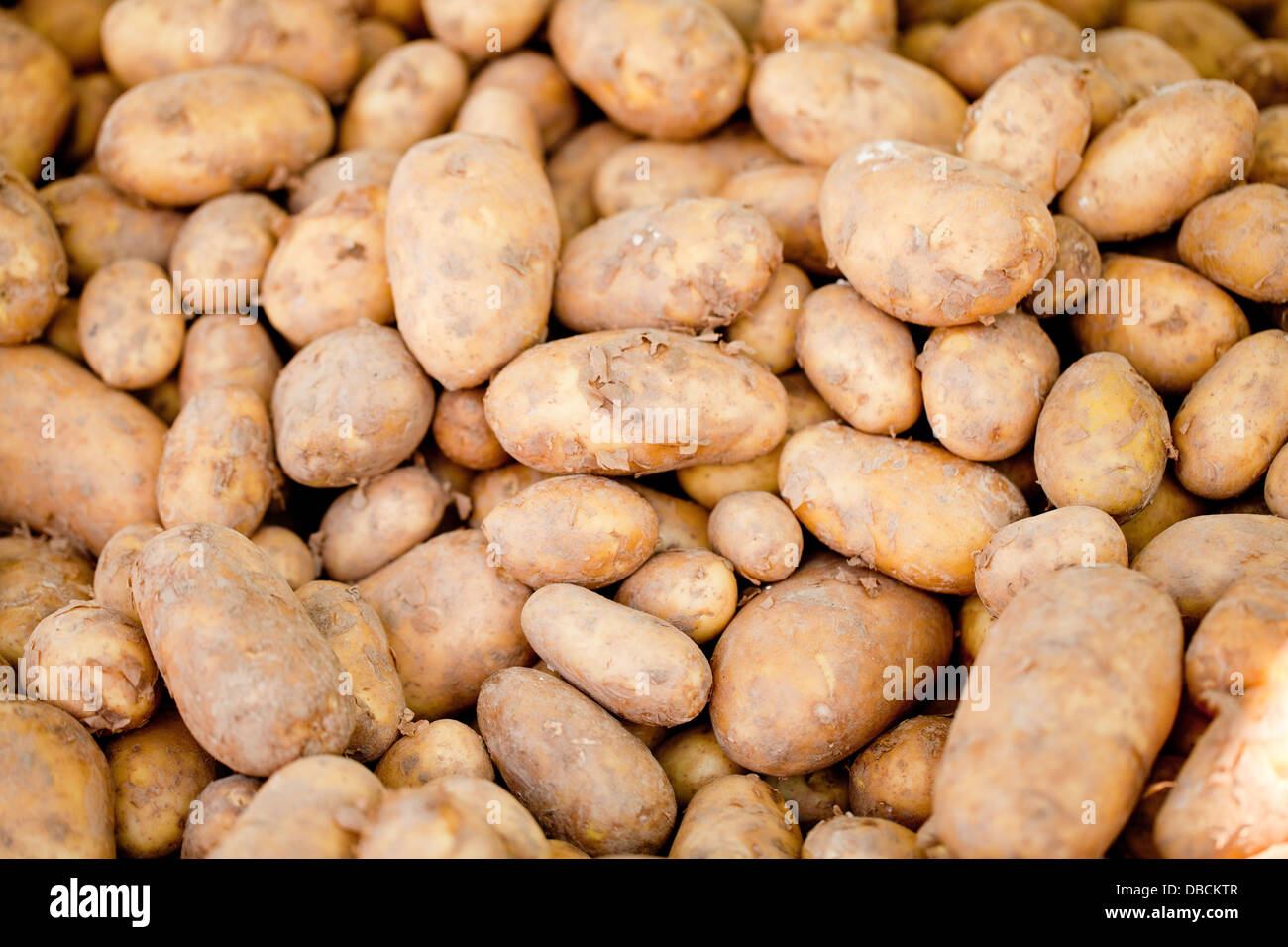 group of potatoes macro closeup market outdoor summer autumn Stock ...