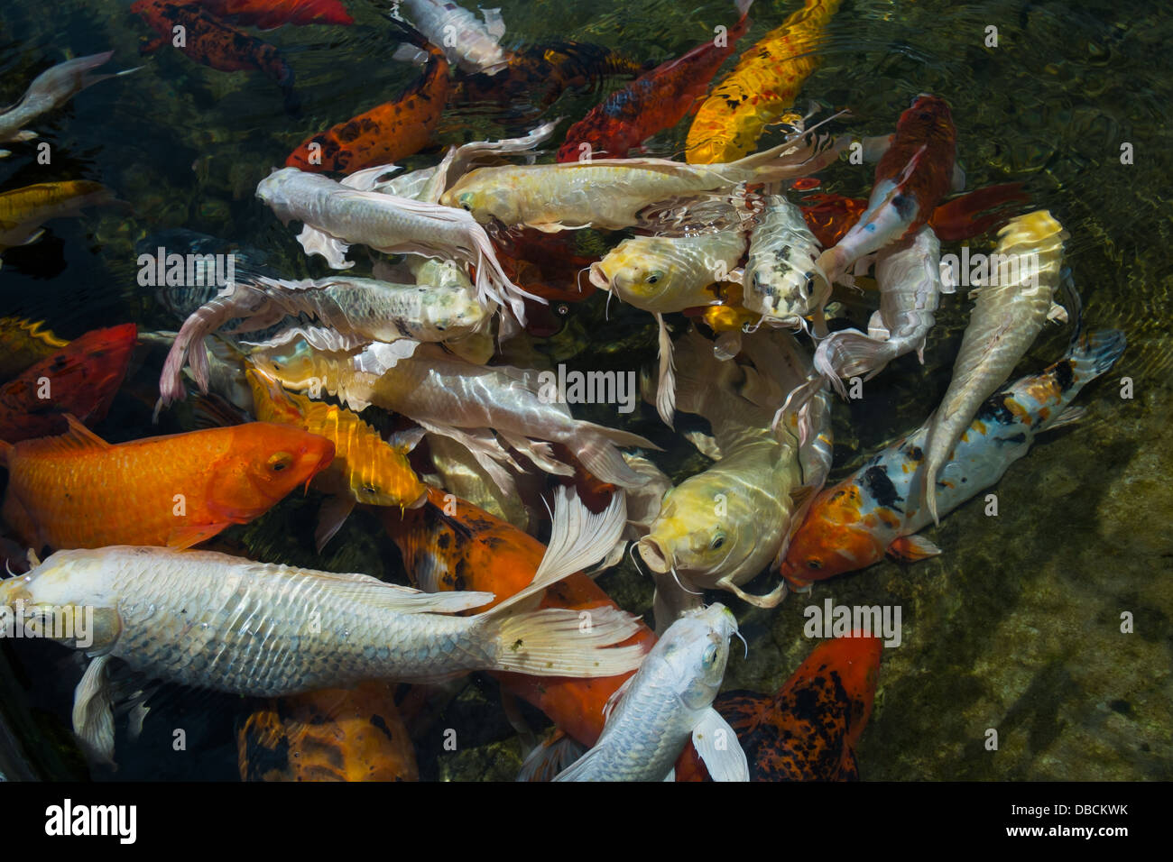 many koi fish in water Stock Photo - Alamy