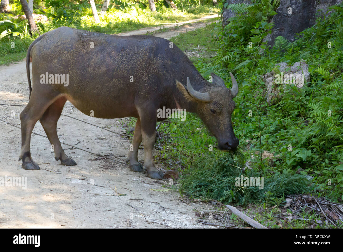 Water Buffalo in the Countryside on Bohol Island, Philippines Stock ...