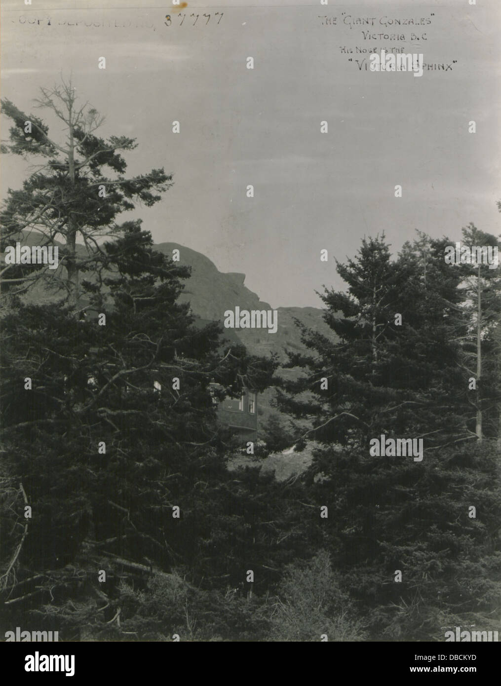 A photograph capturing the Giant Gonzales, likely a famous wrestler or ...