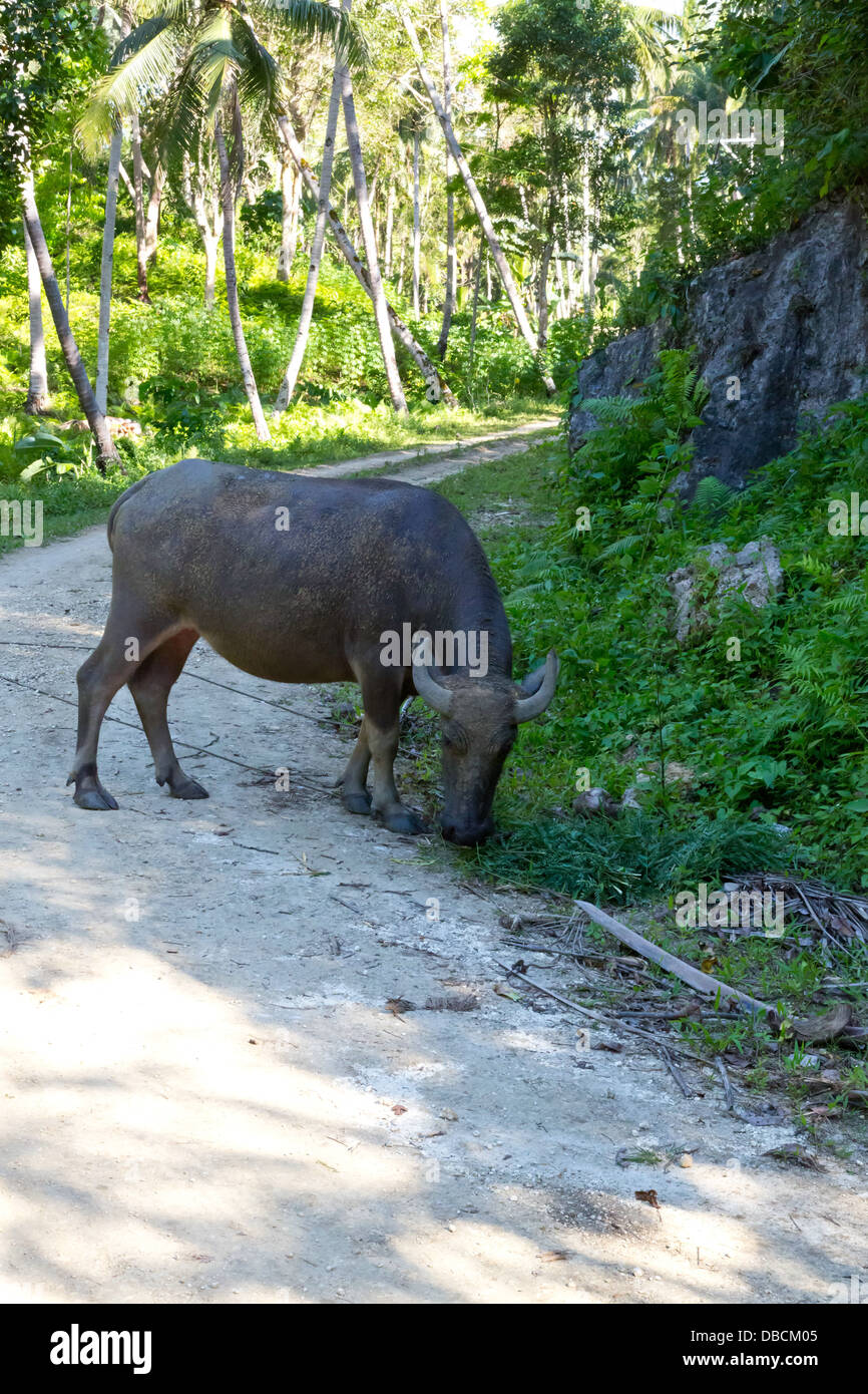 Water Buffalo in the Countryside on Bohol Island, Philippines Stock ...