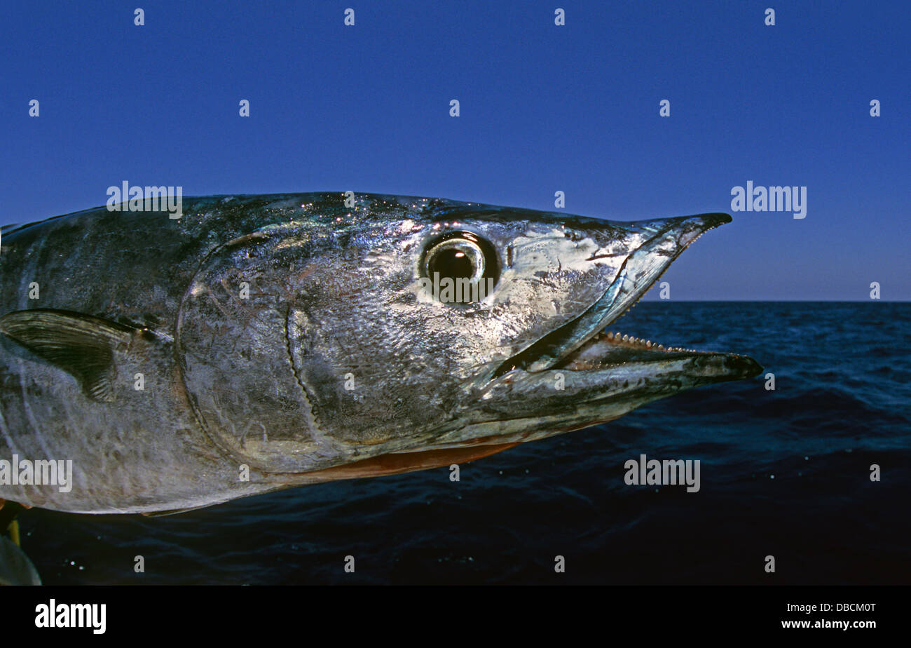A wahoo (Acanthocybium solandri) caught while fishing at Key West ...