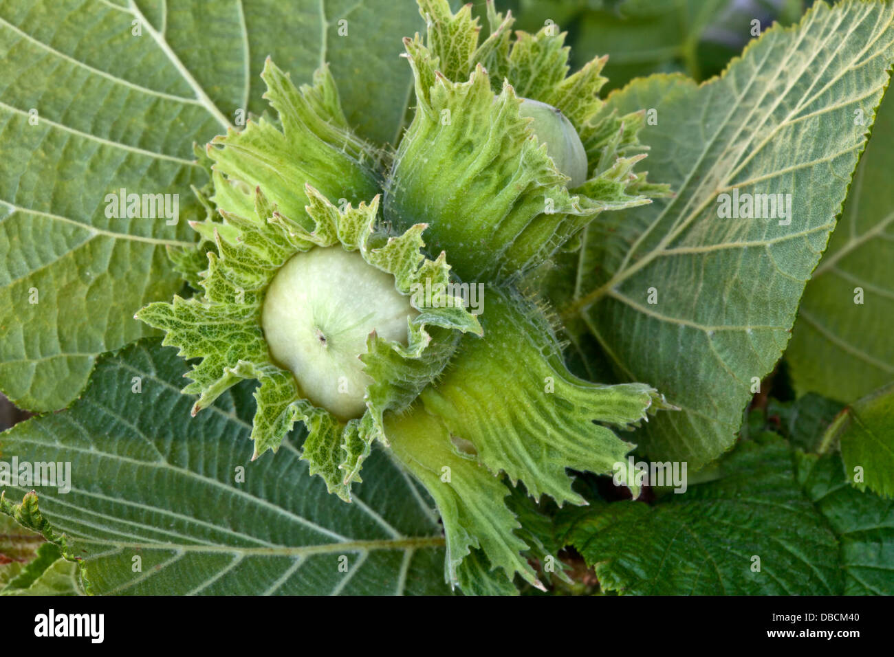 Close up immature hazelnuts ripening hi-res stock photography and ...