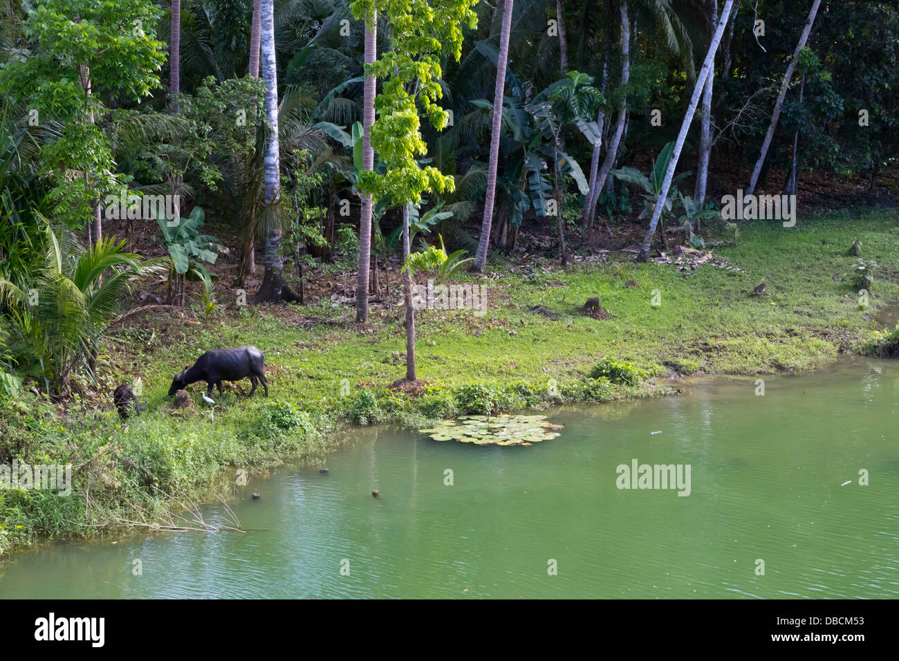 Water Buffalo in the Countryside on Bohol Island, Philippines Stock ...