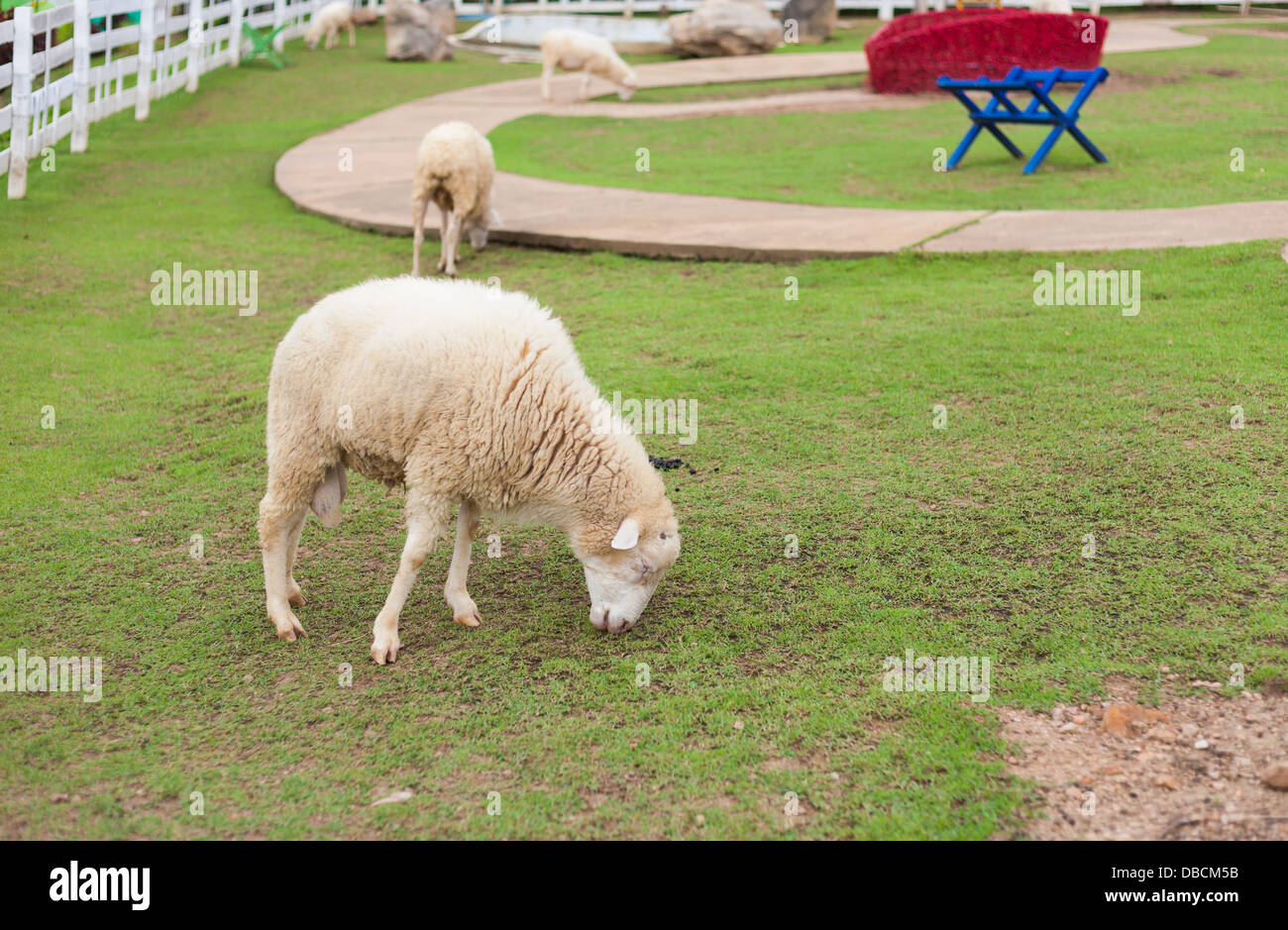 Sheep eat grass in farm Stock Photo - Alamy