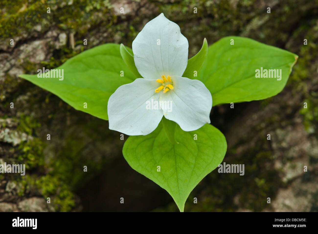 A single white trillium blossom (Trillium grandiflorum) growing beside ...
