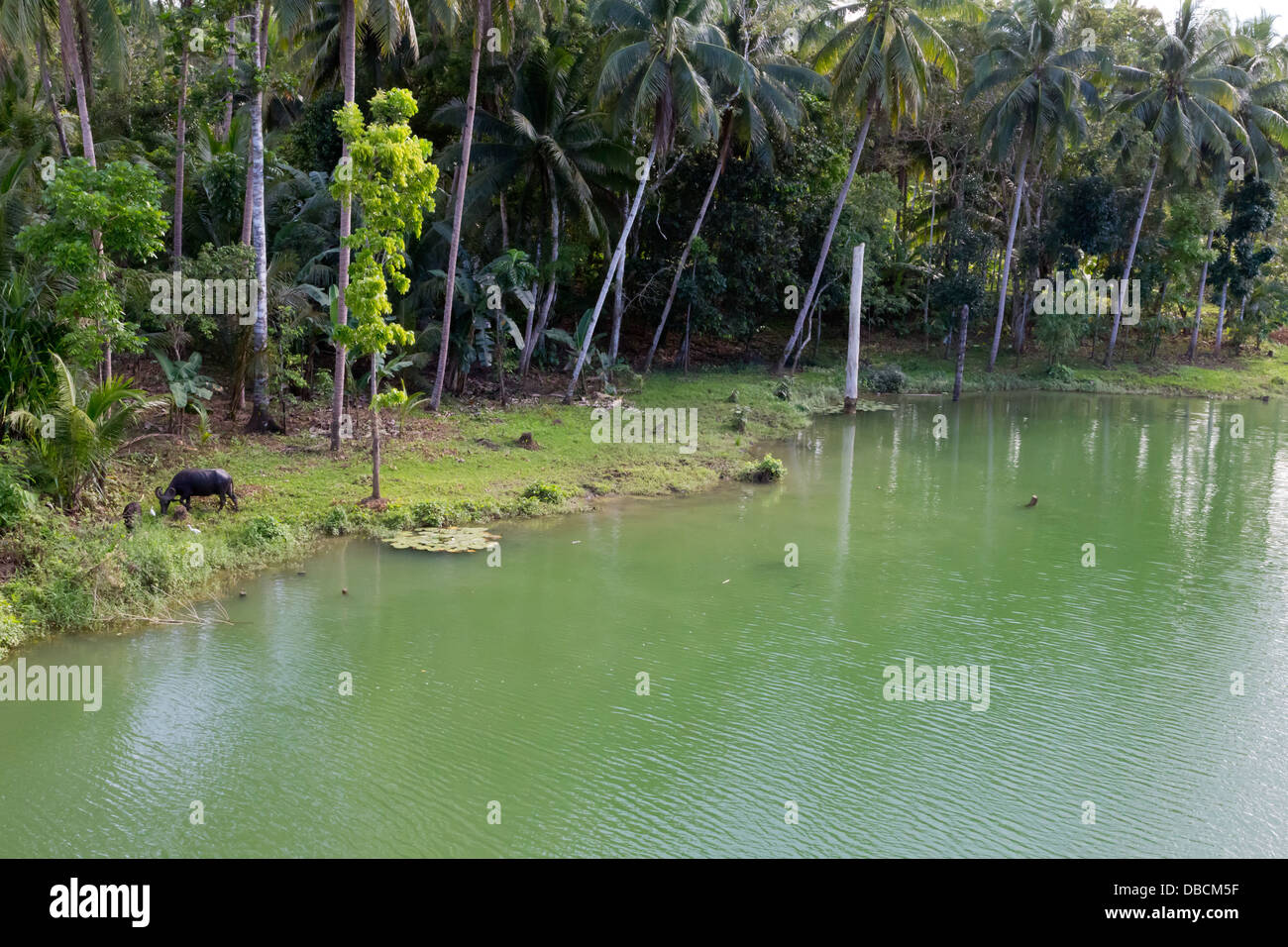 View over a River on Bohol Island, Philippines Stock Photo - Alamy