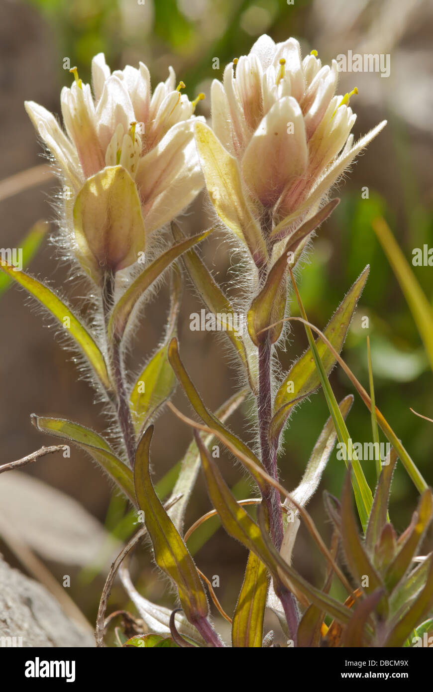 Castilleja lutescens hi-res stock photography and images - Alamy