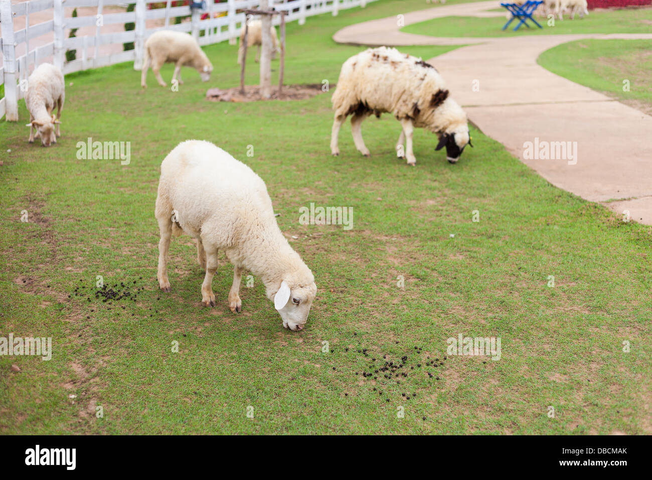 Sheep eat grass in farm Stock Photo - Alamy
