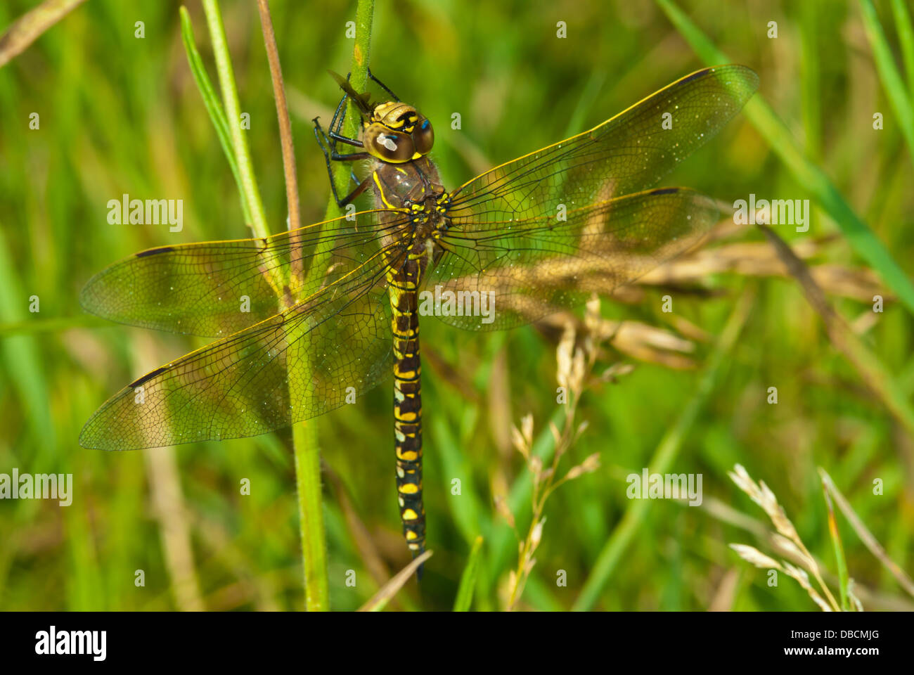 Female variable darner dragonfly (Aeshna interrupta) clinging onto a ...