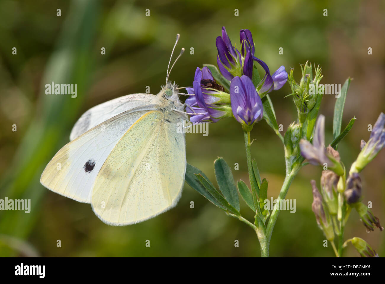 Cabbage white butterfly (Pieris rapae) perched on an alfalfa plant ...