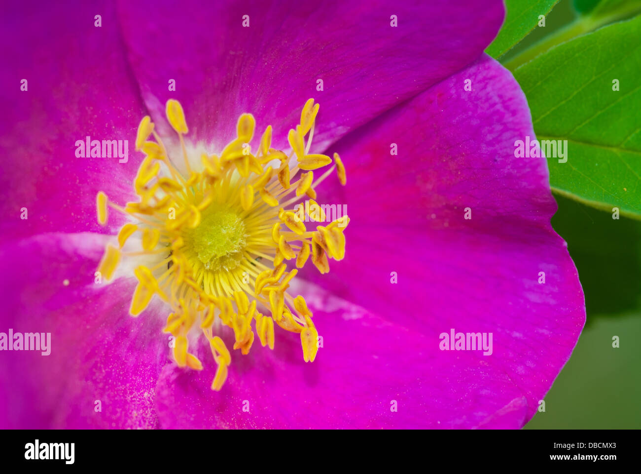 Alberta wild rose hi-res stock photography and images - Alamy