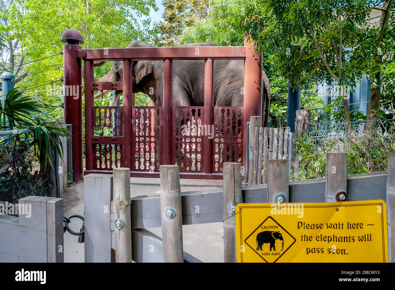 An African bull elephant passing through gates at an Australian zoo ...