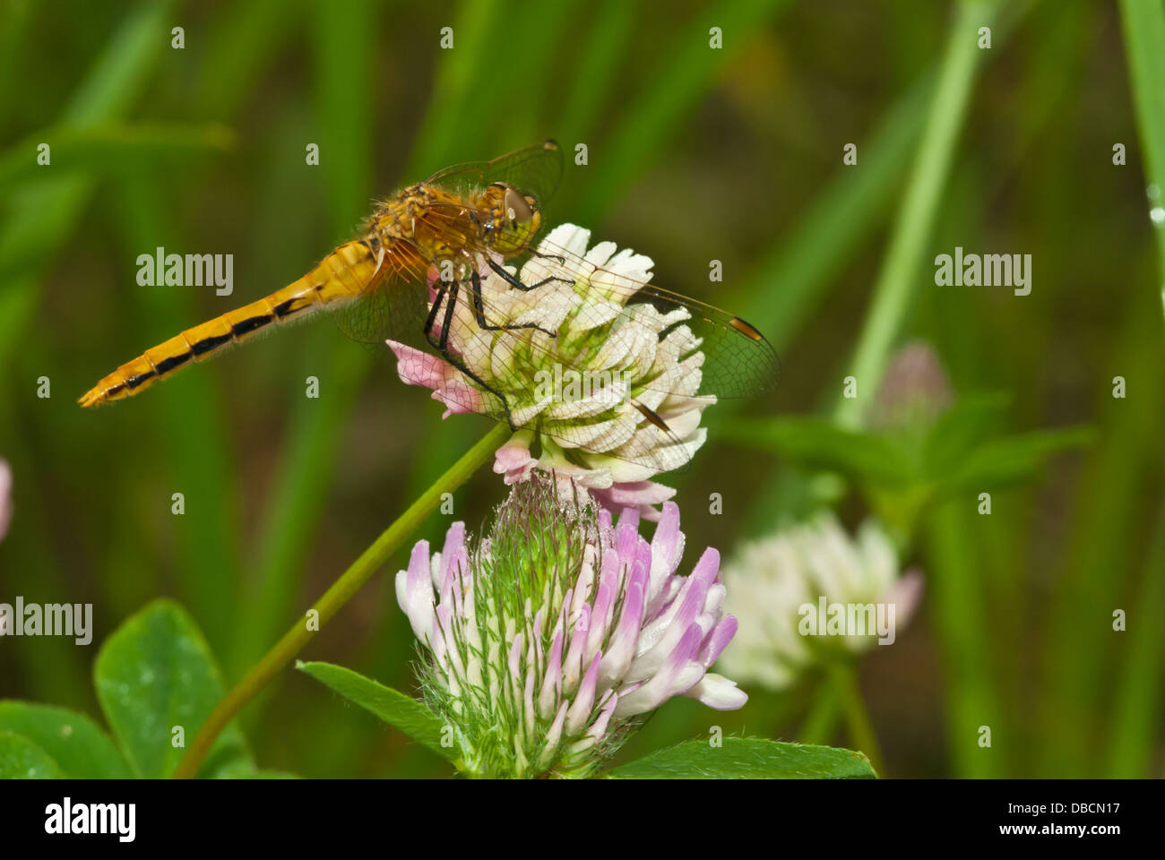 Female cherry-faced meadowhawk dragonfly (Sympetrum internum) on a ...