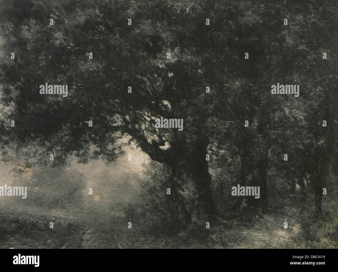 This photograph depicts a tranquil wooded lane, showcasing the natural ...