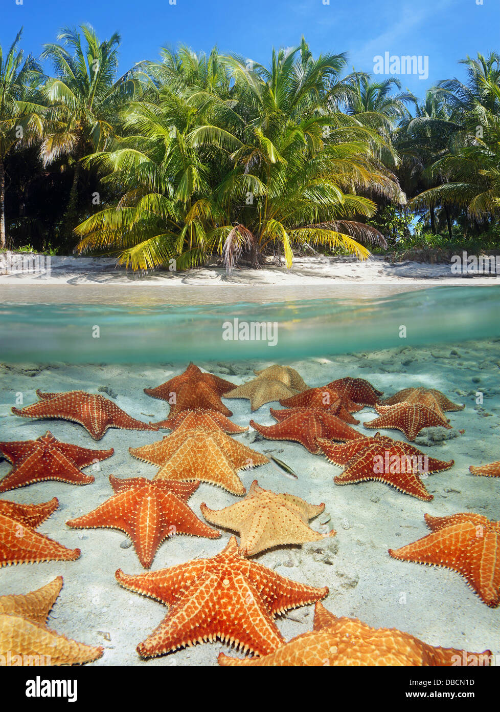 Split view with coconut trees on a tropical beach above, and underwater ...
