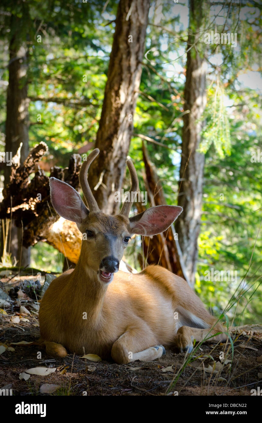 Young buck in the forest on Galiano Island, British Columbia, Canada ...