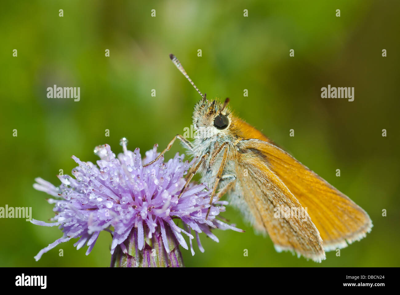 European skipper butterfly (Thymelicus lineola) perched on a dew ...