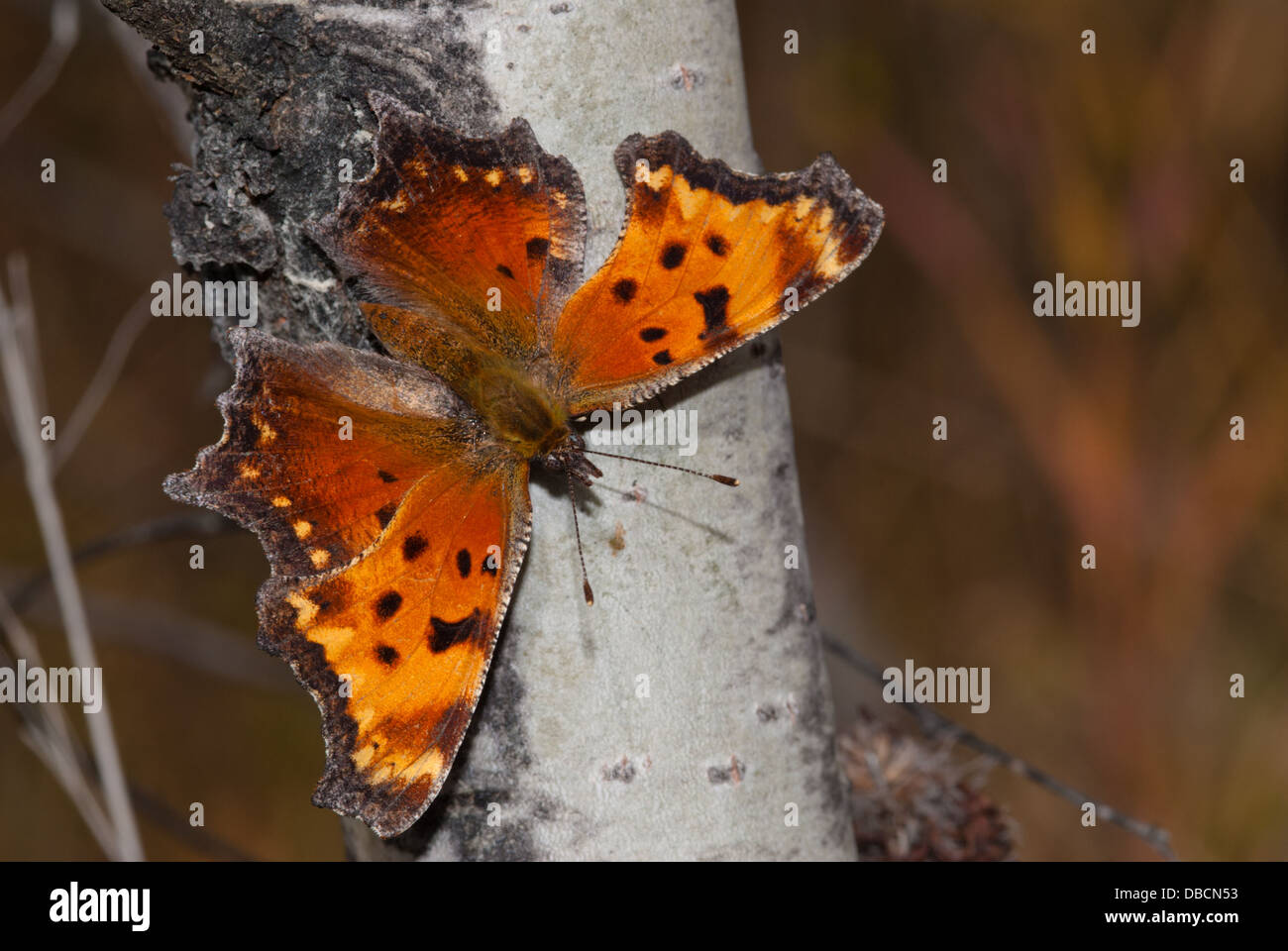 Grey comma butterfly (Polygonia progne) perched on a poplar trunk ...