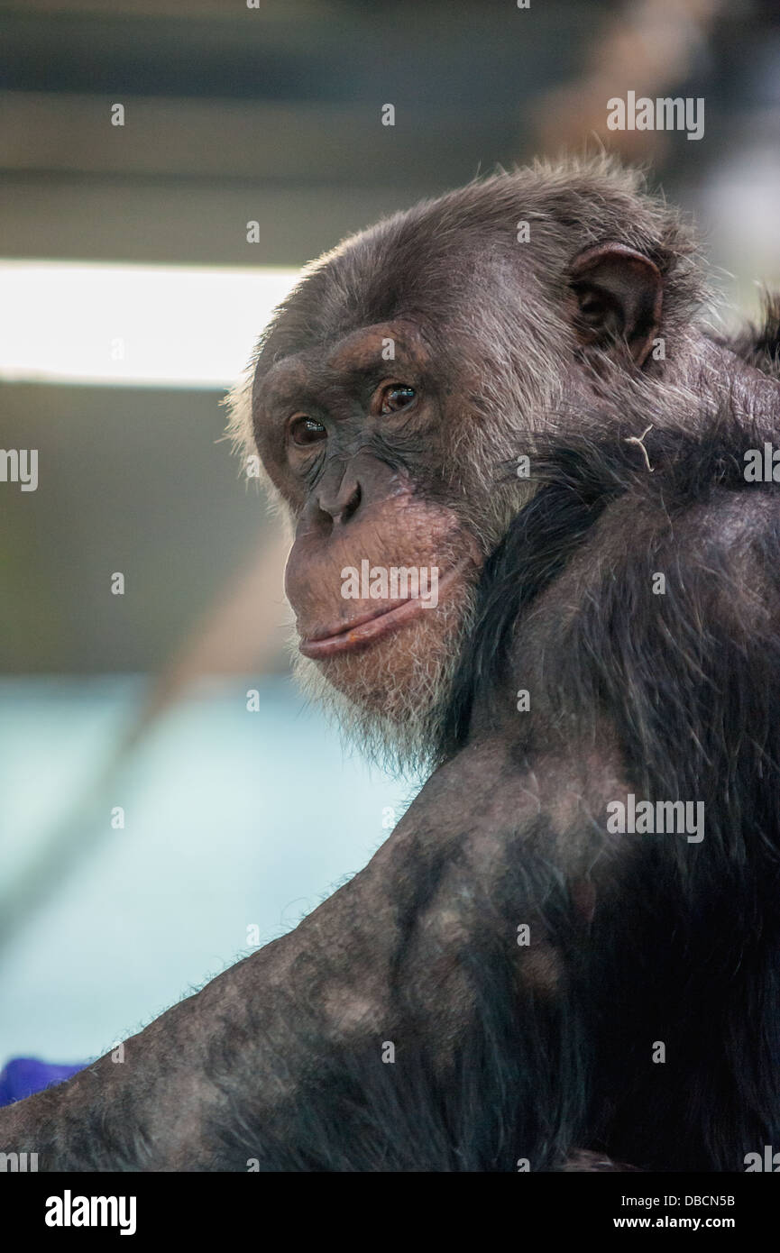 Hominid hi-res stock photography and images - Alamy