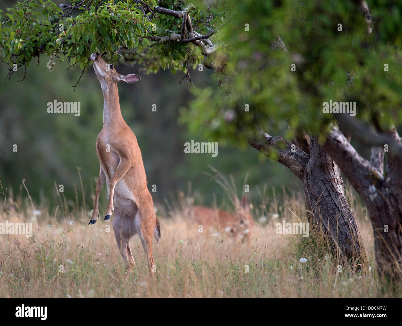 Deer on hind legs hi-res stock photography and images - Alamy